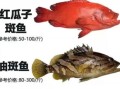 养殖石斑鱼多少钱一斤_石斑鱼养殖成本利润分析