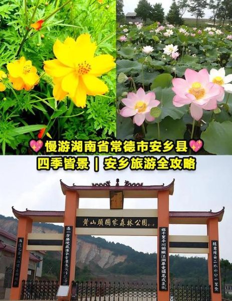 安乡一日游怎么安排_安乡有哪些小众景点-第1张图片-山城妙识 安乡一日游怎么安排_安乡有哪些小众景点-第1张图片-山城妙识