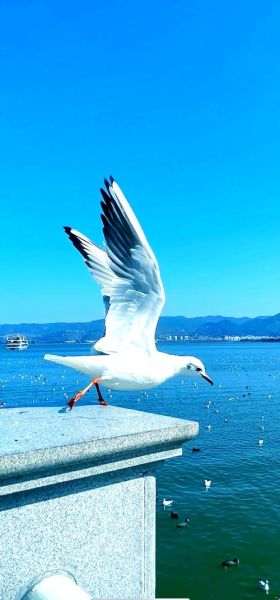 滇池旅游攻略_滇池有哪些景点值得去-第2张图片-山城妙识 滇池旅游攻略_滇池有哪些景点值得去-第2张图片-山城妙识