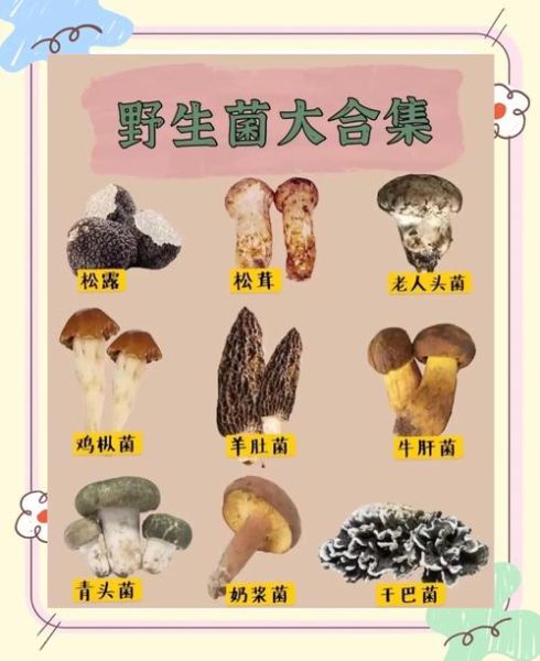 地理菌是什么_地理菌有哪些神奇用途-第1张图片-山城妙识 地理菌是什么_地理菌有哪些神奇用途-第1张图片-山城妙识