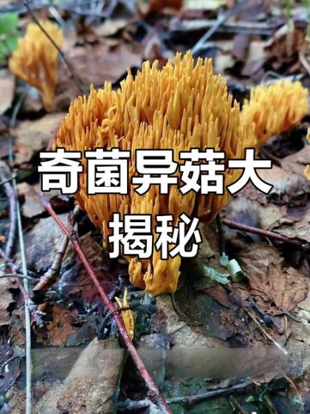 地理菌是什么_地理菌有哪些神奇用途-第2张图片-山城妙识 地理菌是什么_地理菌有哪些神奇用途-第2张图片-山城妙识
