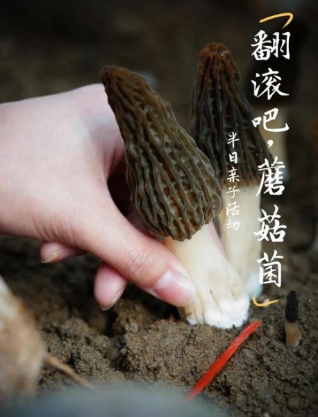 地理菌是什么_地理菌有哪些神奇用途-第3张图片-山城妙识 地理菌是什么_地理菌有哪些神奇用途-第3张图片-山城妙识