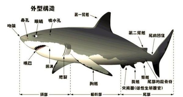 地理鲨是什么_地理鲨分布在哪里-第3张图片-山城妙识