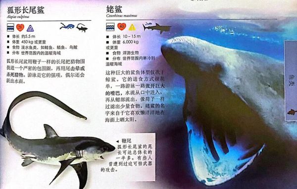 地理鲨是什么_地理鲨分布在哪里-第2张图片-山城妙识