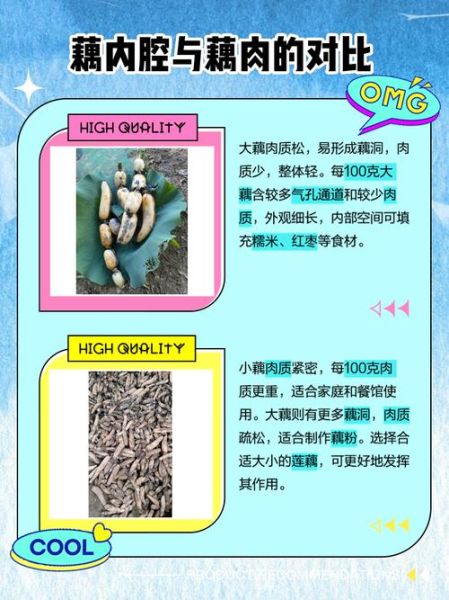 地理藕产地在哪里_地理藕和普通藕区别-第1张图片-山城妙识