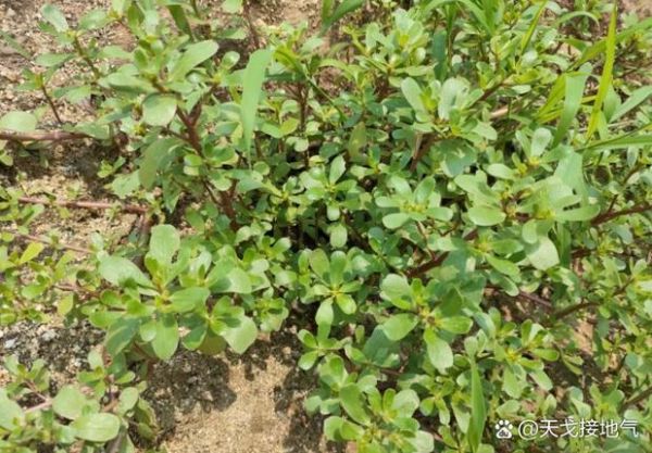 凉拌马齿苋怎么做_马齿苋焯水几分钟-第2张图片-山城妙识