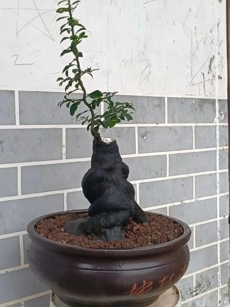 地理金弹子是什么_地理金弹子盆景怎么养-第1张图片-山城妙识 地理金弹子是什么_地理金弹子盆景怎么养-第1张图片-山城妙识