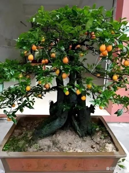 地理金弹子是什么_地理金弹子盆景怎么养-第2张图片-山城妙识 地理金弹子是什么_地理金弹子盆景怎么养-第2张图片-山城妙识