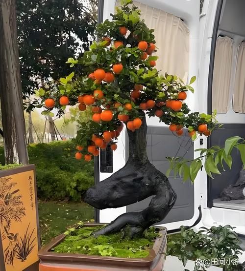 地理金弹子是什么_地理金弹子盆景怎么养-第3张图片-山城妙识 地理金弹子是什么_地理金弹子盆景怎么养-第3张图片-山城妙识