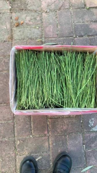 兔子怎么养_兔子吃什么草最安全-第2张图片-山城妙识