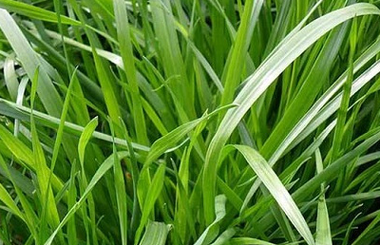 兔子怎么养_兔子吃什么草最安全-第1张图片-山城妙识