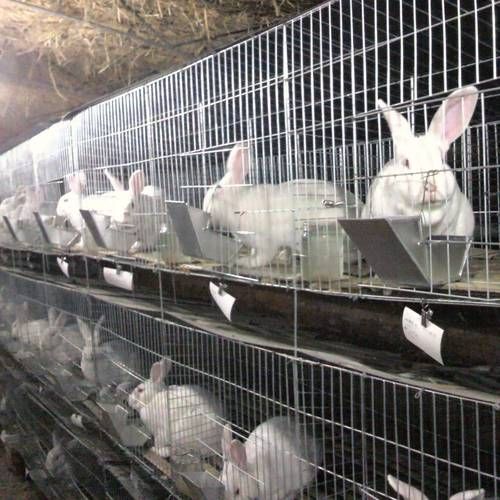 兔子怎么养_兔子吃什么草最安全-第3张图片-山城妙识