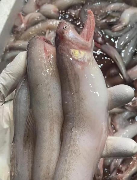 豆腐鱼怎么做好吃_家常豆腐鱼做法步骤-第2张图片-山城妙识