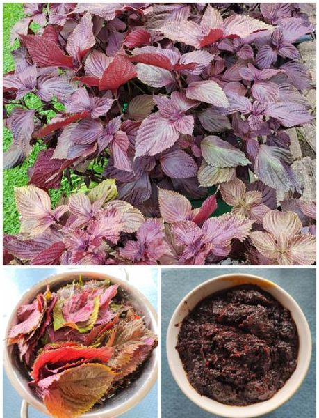 紫苏酱怎么做_紫苏酱保存多久-第1张图片-山城妙识