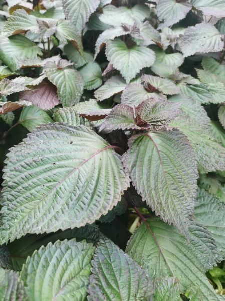 紫苏怎么炒好吃_紫苏叶的家常做法-第2张图片-山城妙识