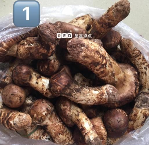 新鲜松茸怎么清洗_新鲜松茸怎么做好吃-第1张图片-山城妙识