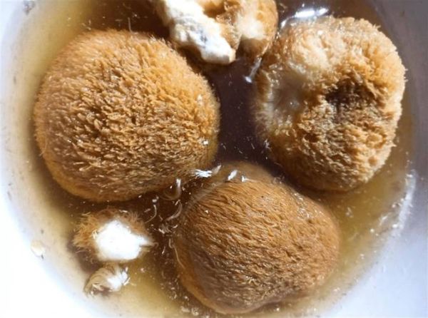 干猴头菇怎么泡发不苦_干猴头菇的家常做法步骤-第2张图片-山城妙识