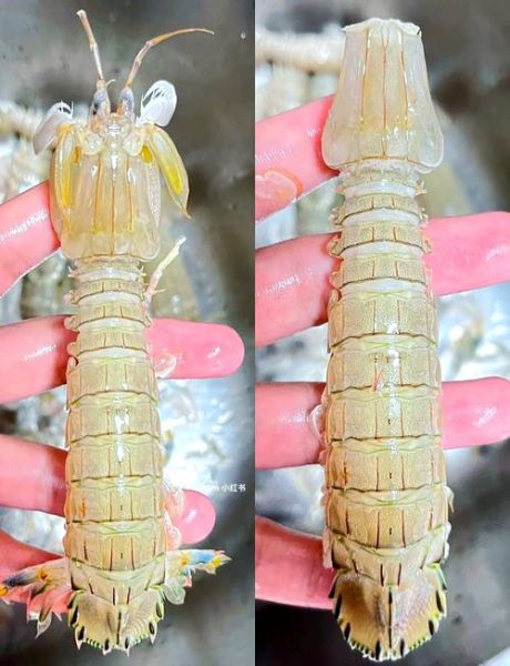 皮皮虾怎么做好吃_清蒸还是椒盐-第3张图片-山城妙识