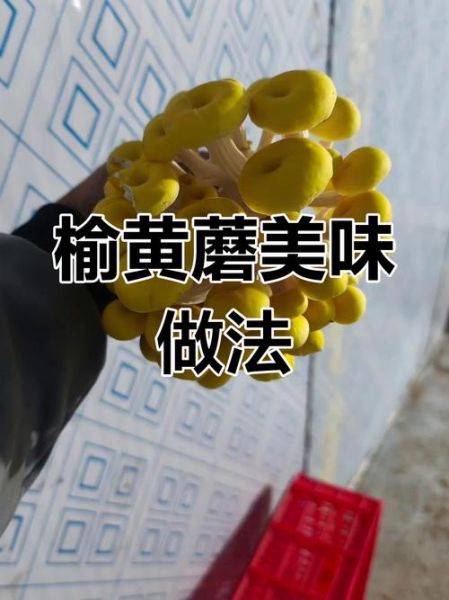 榆黄蘑饺子馅怎么做_榆黄蘑饺子馅怎么调才好吃-第3张图片-山城妙识
