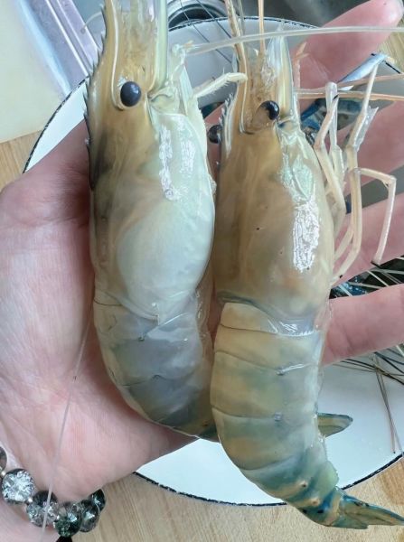 蒜蓉罗氏虾怎么做_蒜蓉罗氏虾用不用去虾线-第3张图片-山城妙识