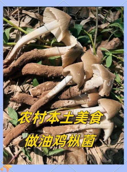 油鸡枞菌怎么保存_油鸡枞菌的做法步骤-第2张图片-山城妙识