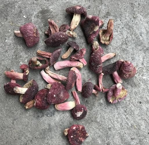 野生蘑菇怎么清洗_野生蘑菇怎么炒才好吃-第1张图片-山城妙识