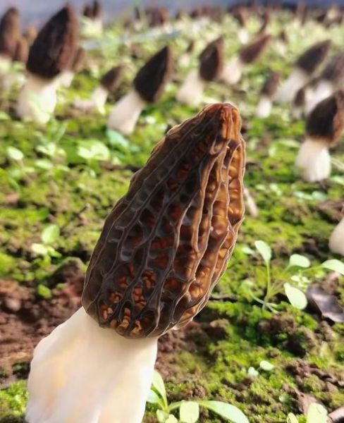 野生蘑菇怎么清洗_野生蘑菇怎么炒才好吃-第2张图片-山城妙识