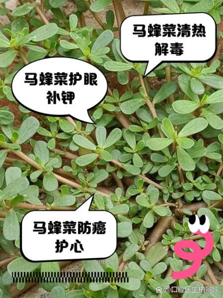 马蜂菜怎么做好吃_马蜂菜的功效与作用-第1张图片-山城妙识