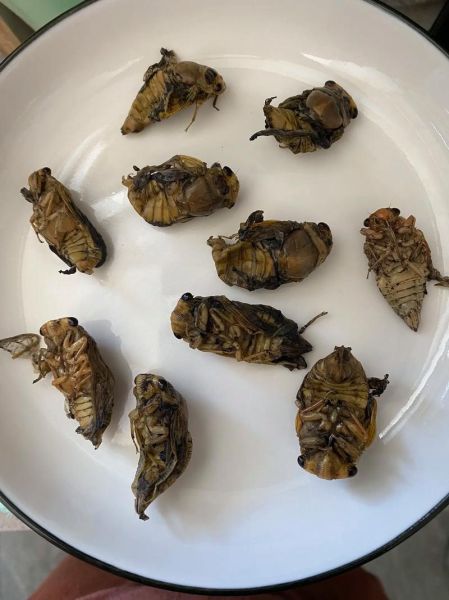 知了猴怎么保存_知了猴的做法大全-第2张图片-山城妙识 知了猴怎么保存_知了猴的做法大全-第2张图片-山城妙识