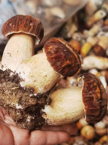 牛肝菌怎么做好吃_牛肝菌的家常做法-第3张图片-山城妙识 牛肝菌怎么做好吃_牛肝菌的家常做法-第3张图片-山城妙识