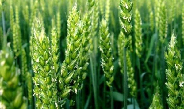 青稞面粉怎么做_青稞面粉的做法大全-第3张图片-山城妙识 青稞面粉怎么做_青稞面粉的做法大全-第3张图片-山城妙识