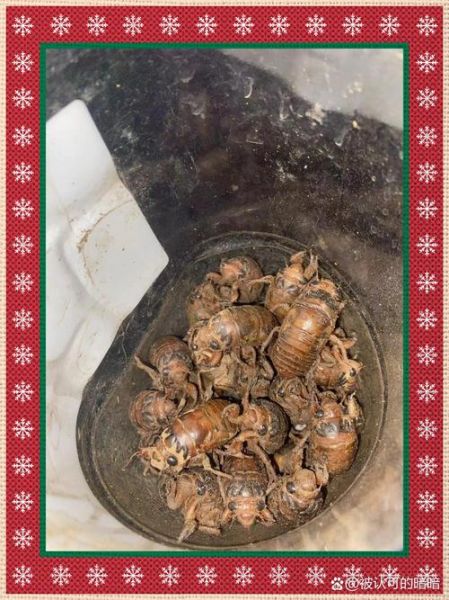 知了猴怎么保存_知了猴能放冰箱吗-第1张图片-山城妙识