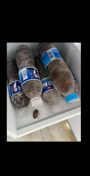 知了猴怎么保存_知了猴能放冰箱吗-第3张图片-山城妙识