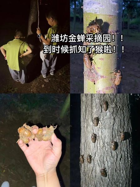 知了怎么抓_知了什么时候出来最多-第1张图片-山城妙识 知了怎么抓_知了什么时候出来最多-第1张图片-山城妙识