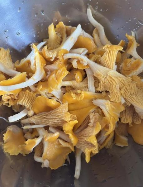 鸡油菌怎么做好吃_鸡油菌炒多久才熟-第1张图片-山城妙识 鸡油菌怎么做好吃_鸡油菌炒多久才熟-第1张图片-山城妙识