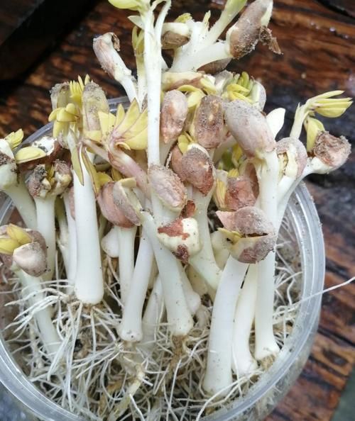 花生芽怎么发_花生芽的做法大全-第1张图片-山城妙识 花生芽怎么发_花生芽的做法大全-第1张图片-山城妙识