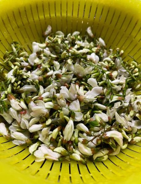 槐花包子素馅怎么做_槐花素馅包子配方-第1张图片-山城妙识 槐花包子素馅怎么做_槐花素馅包子配方-第1张图片-山城妙识