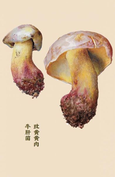 见手青怎么炒_见手青中毒怎么办-第1张图片-山城妙识