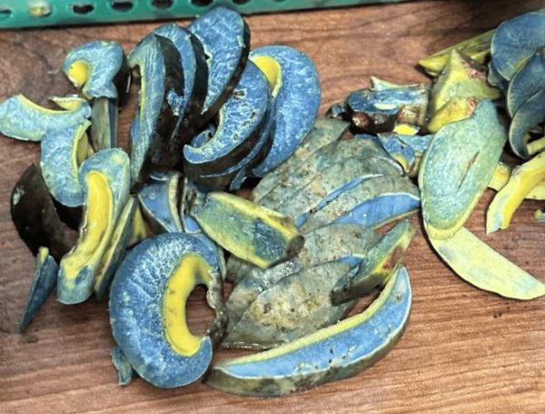 见手青怎么炒_见手青中毒怎么办-第2张图片-山城妙识