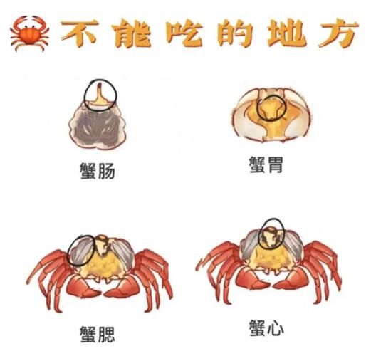 螃蟹怎么蒸好吃_清蒸螃蟹步骤-第3张图片-山城妙识