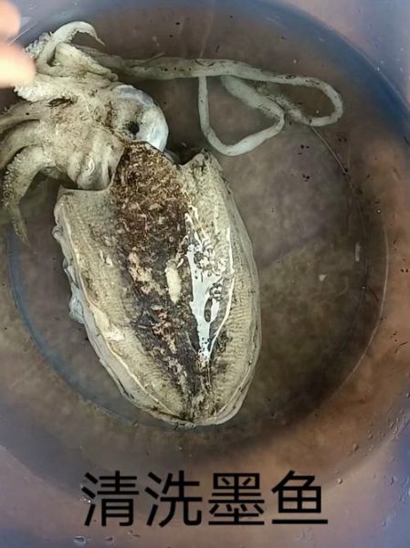墨鱼怎么处理_墨鱼怎么清洗才干净-第1张图片-山城妙识 墨鱼怎么处理_墨鱼怎么清洗才干净-第1张图片-山城妙识
