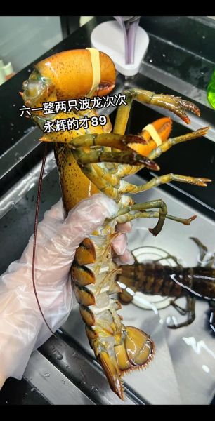 波士顿龙虾怎么保存_波龙做法有哪些-第2张图片-山城妙识 波士顿龙虾怎么保存_波龙做法有哪些-第2张图片-山城妙识