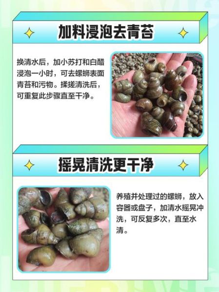 田螺怎么清洗才干净_田螺的家常做法步骤-第1张图片-山城妙识