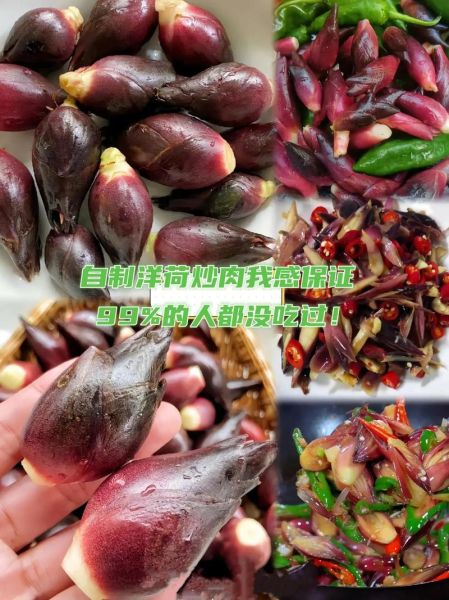 洋荷怎么炒好吃_洋荷的家常做法-第3张图片-山城妙识 洋荷怎么炒好吃_洋荷的家常做法-第3张图片-山城妙识