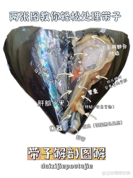 带子怎么清洗_带子蒸多久才熟-第1张图片-山城妙识