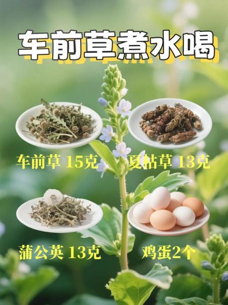 车前草怎么煮水_车前草煮水的正确做法-第2张图片-山城妙识