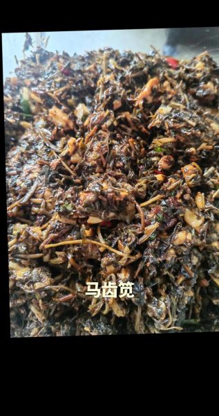 鲜马齿苋包子馅怎么做_马齿苋包子馅的做法步骤-第1张图片-山城妙识 鲜马齿苋包子馅怎么做_马齿苋包子馅的做法步骤-第1张图片-山城妙识