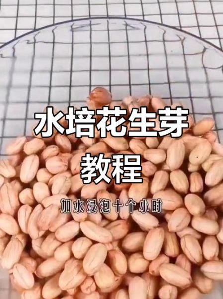 花生芽怎么种_花生芽的做法步骤-第2张图片-山城妙识 花生芽怎么种_花生芽的做法步骤-第2张图片-山城妙识
