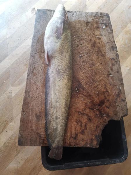 鲶鱼炖茄子怎么做_鲶鱼炖茄子用不用焯水-第1张图片-山城妙识