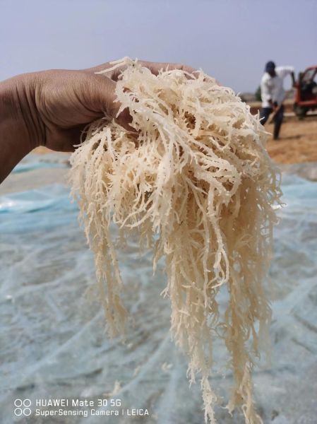 龙须菜怎么做好吃_凉拌龙须菜的做法步骤-第1张图片-山城妙识